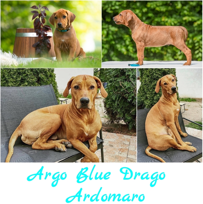 Argo Blue Dragon :: Ardomaro